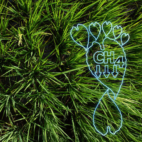 RiceTec Global | Transforming Rice Agriculture Around the World