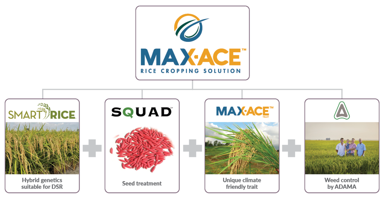 Seeds and Solutions | RiceTec Global