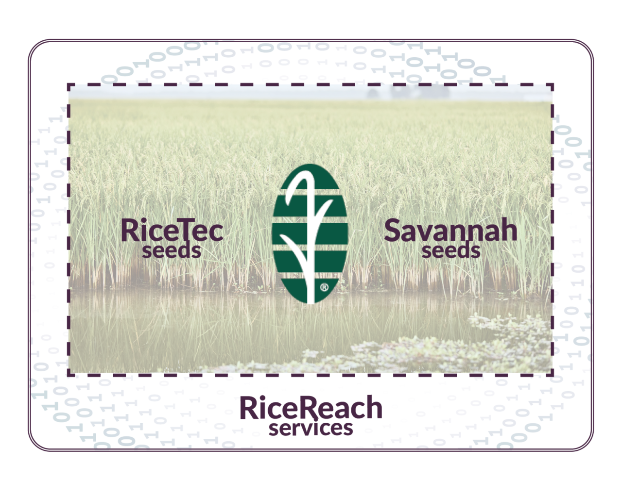 Seeds and Solutions | RiceTec Global