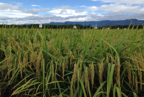 Innovation | RiceTec Global