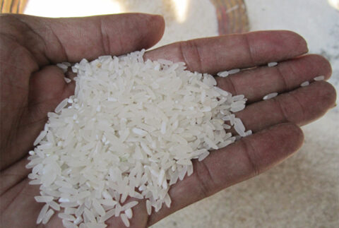 Innovation | RiceTec Global