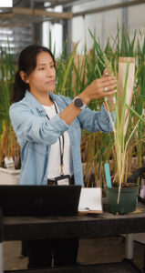 Innovation | RiceTec Global