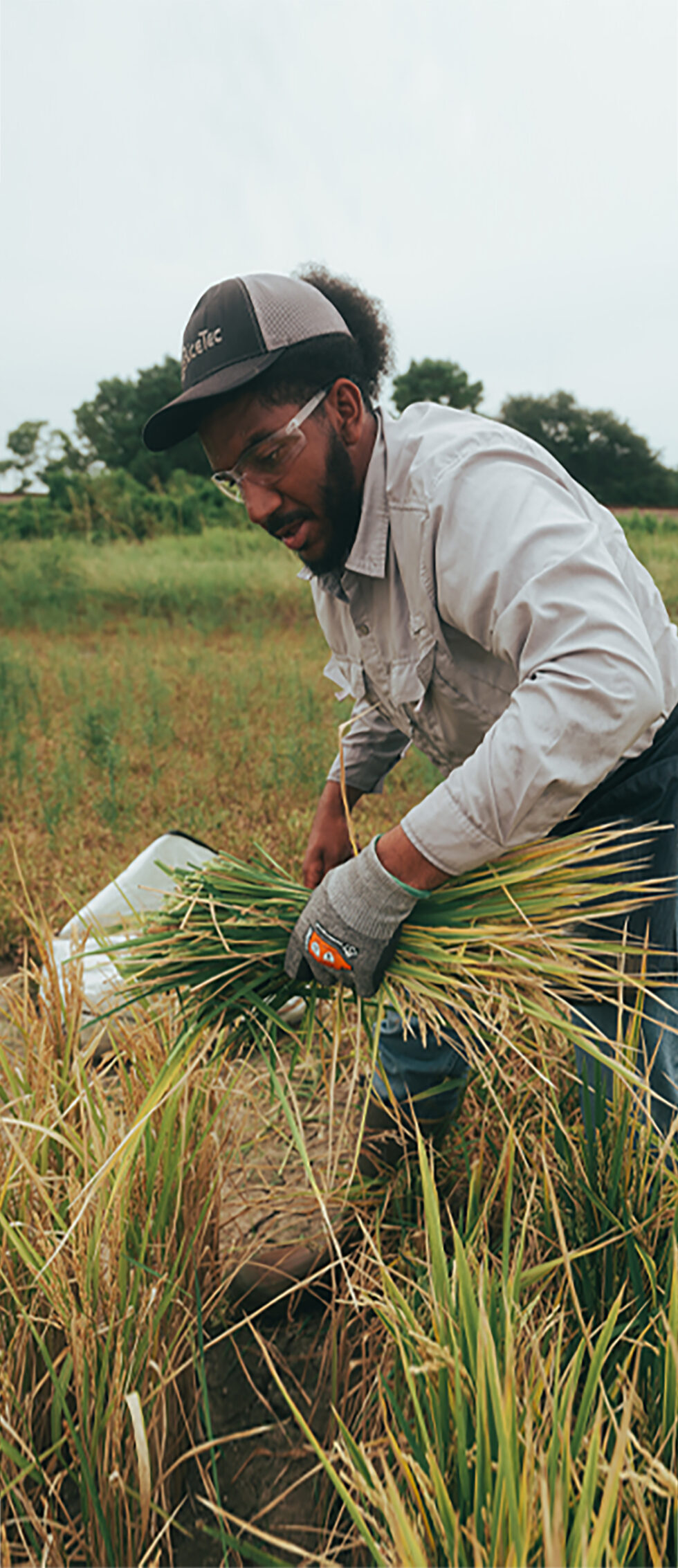 Innovation | RiceTec Global